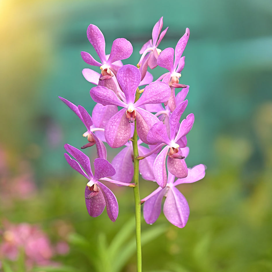 About NiNi Orchids – Trusted South India Flower Decoration & Delivery ...